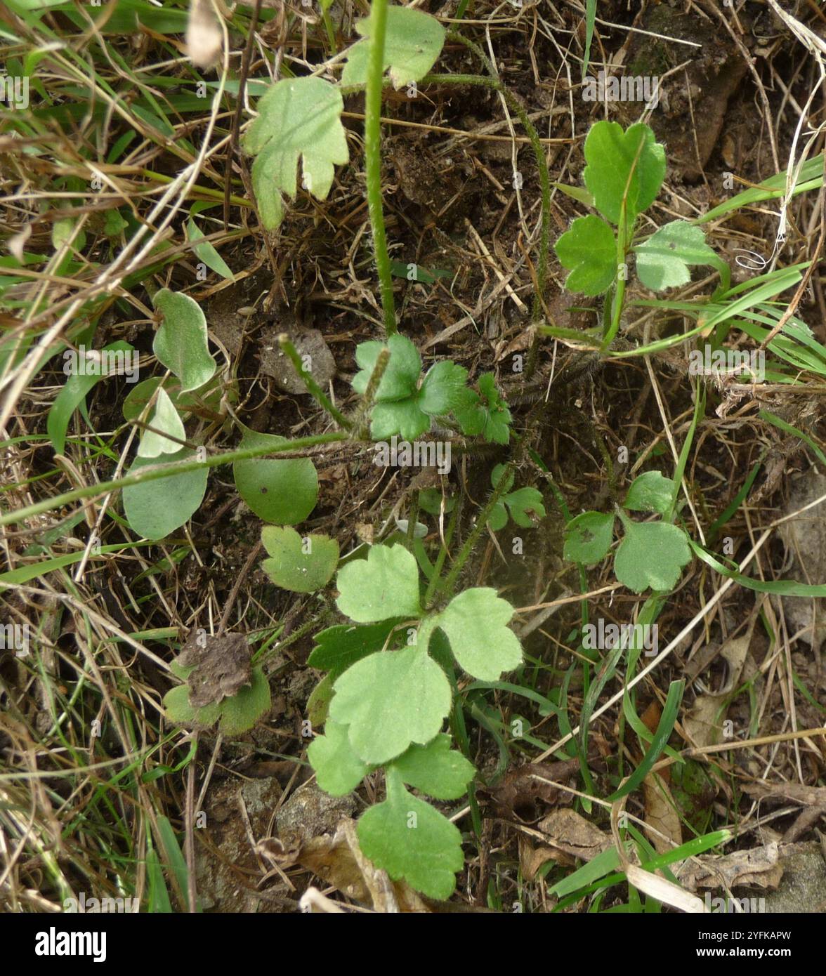 Maruru (Ranunculus reflexus Stock Photo - Alamy