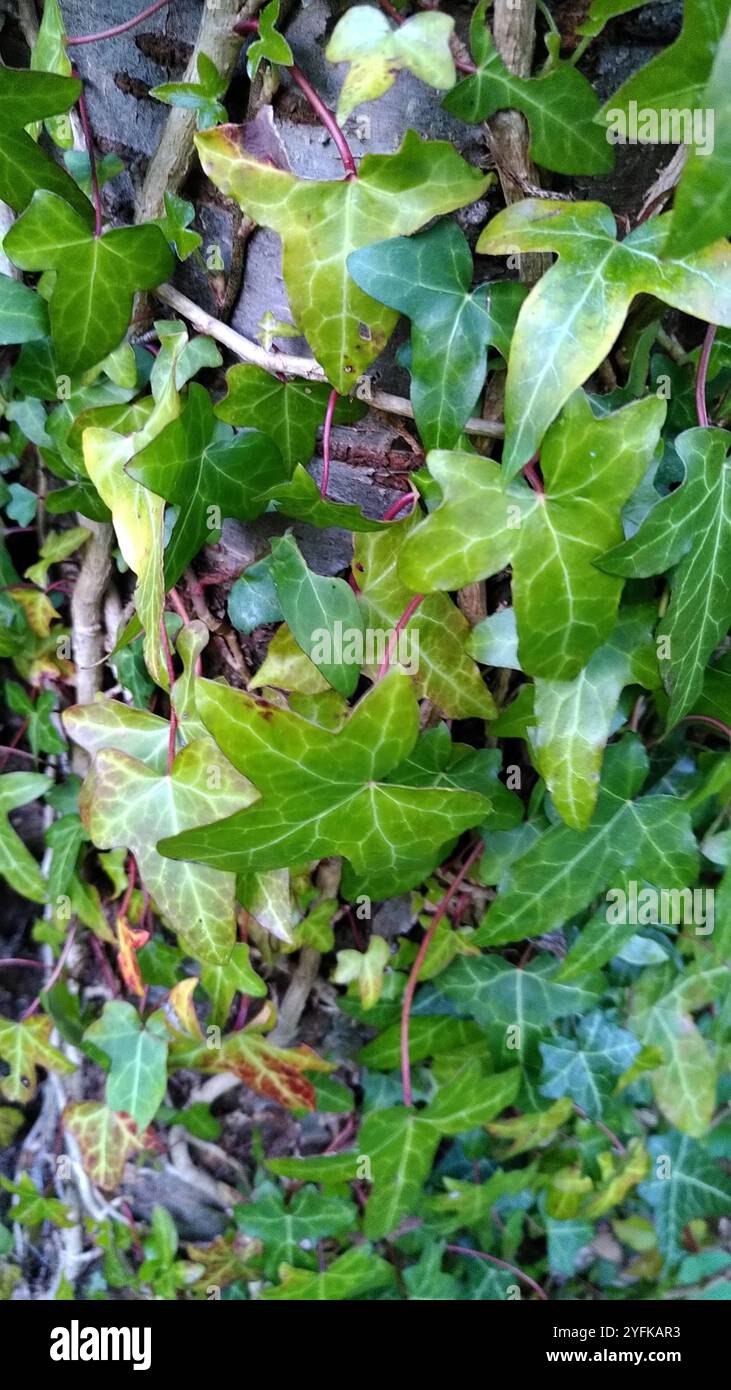 common ivy (Hedera helix Stock Photo - Alamy