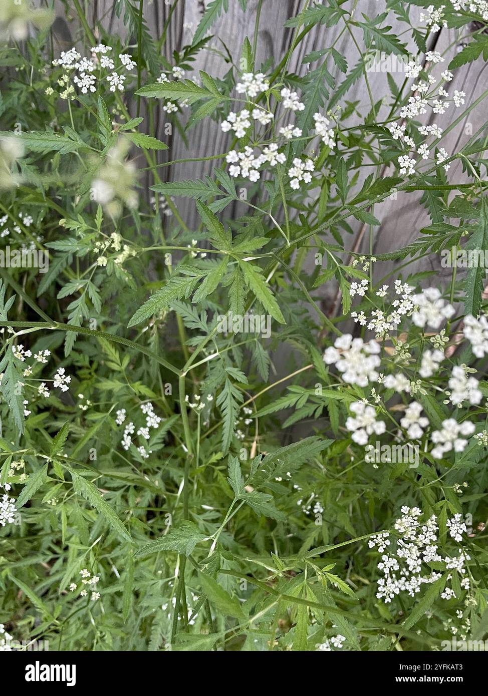 common hedge parsley (Torilis arvensis Stock Photo - Alamy