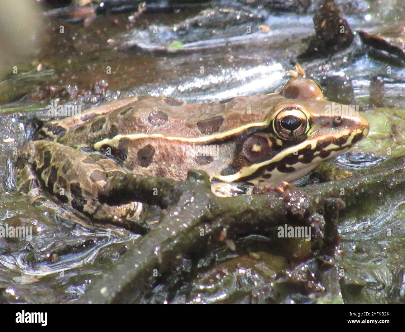 Southern Leopard Frog (Lithobates sphenocephalus Stock Photo - Alamy