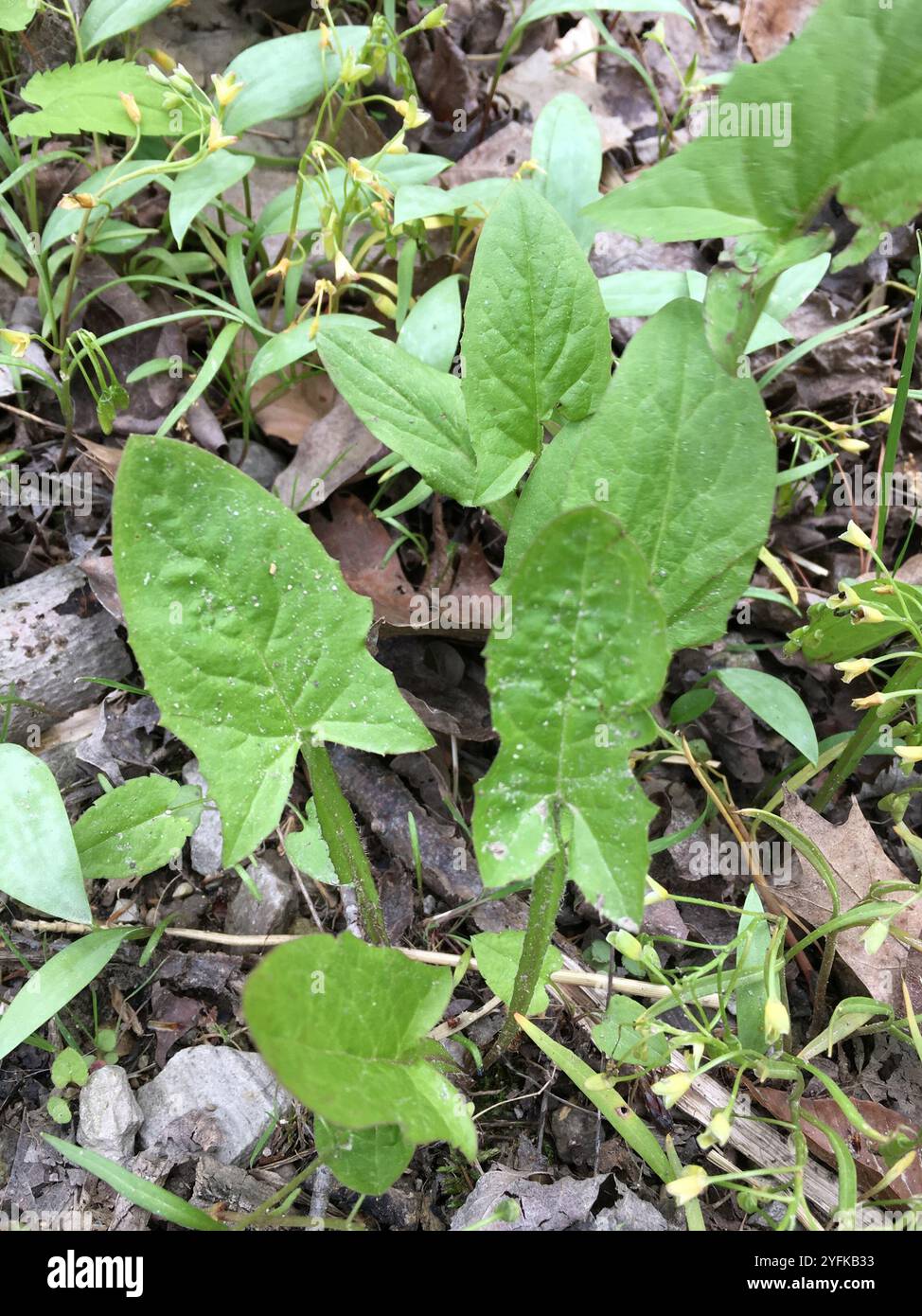 Nabalus crepidineus hi-res stock photography and images - Alamy