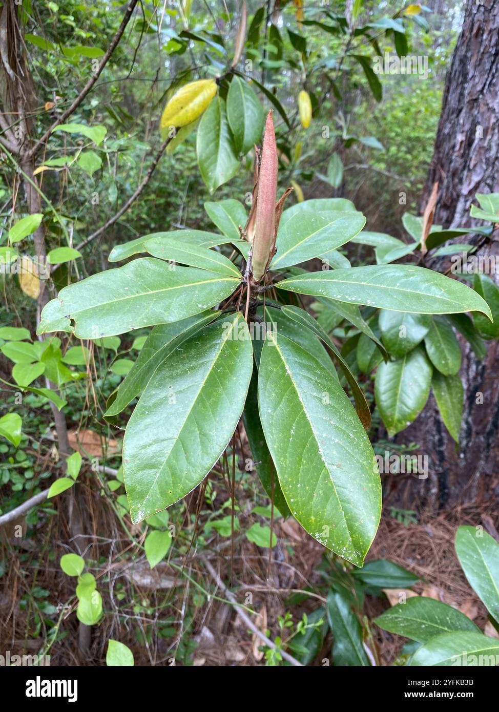 southern magnolia (Magnolia grandiflora Stock Photo - Alamy