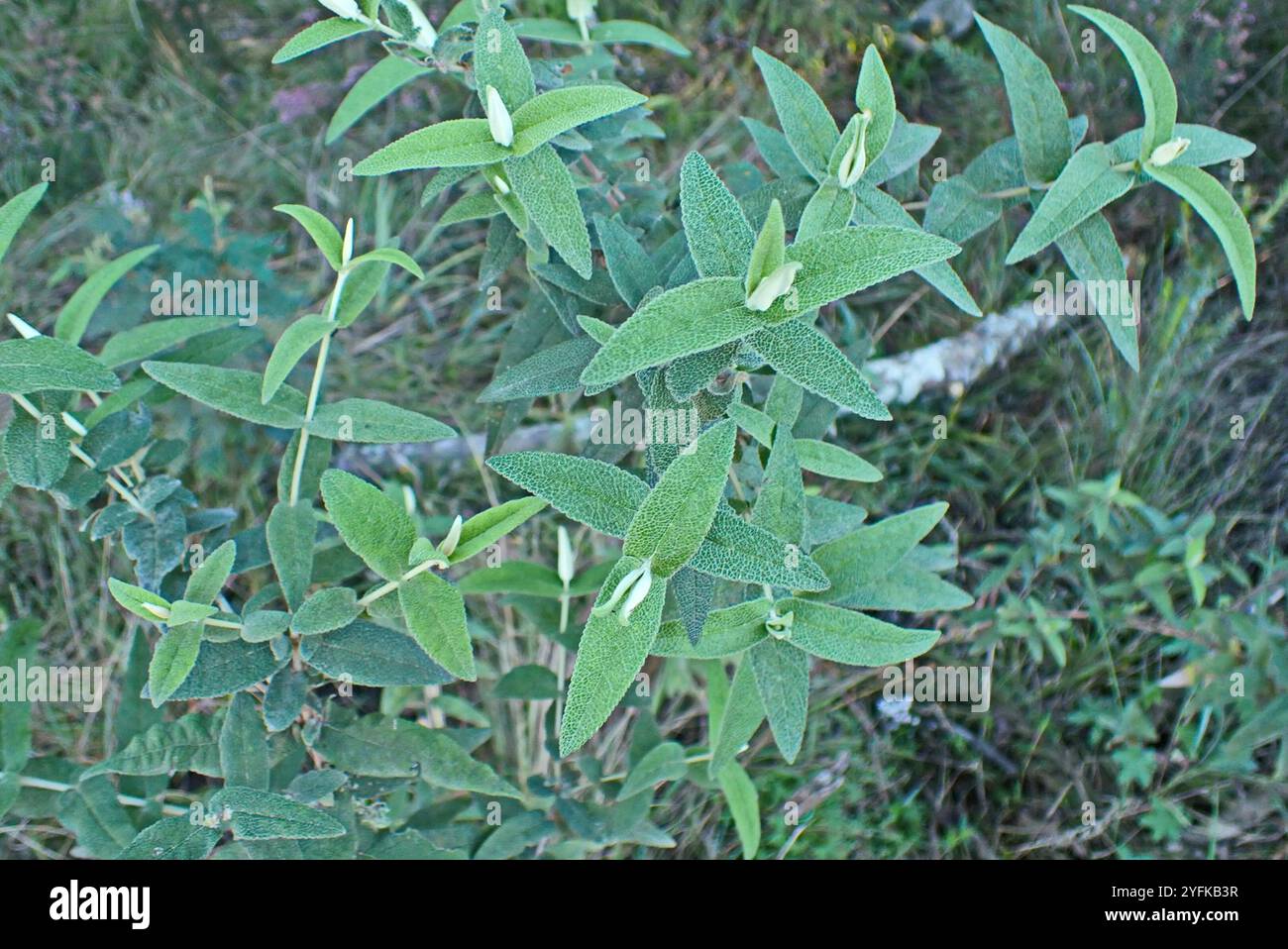 Sagewood (Buddleja salviifolia Stock Photo - Alamy
