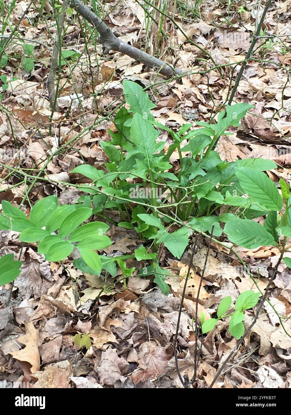 Nabalus crepidineus hi-res stock photography and images - Alamy