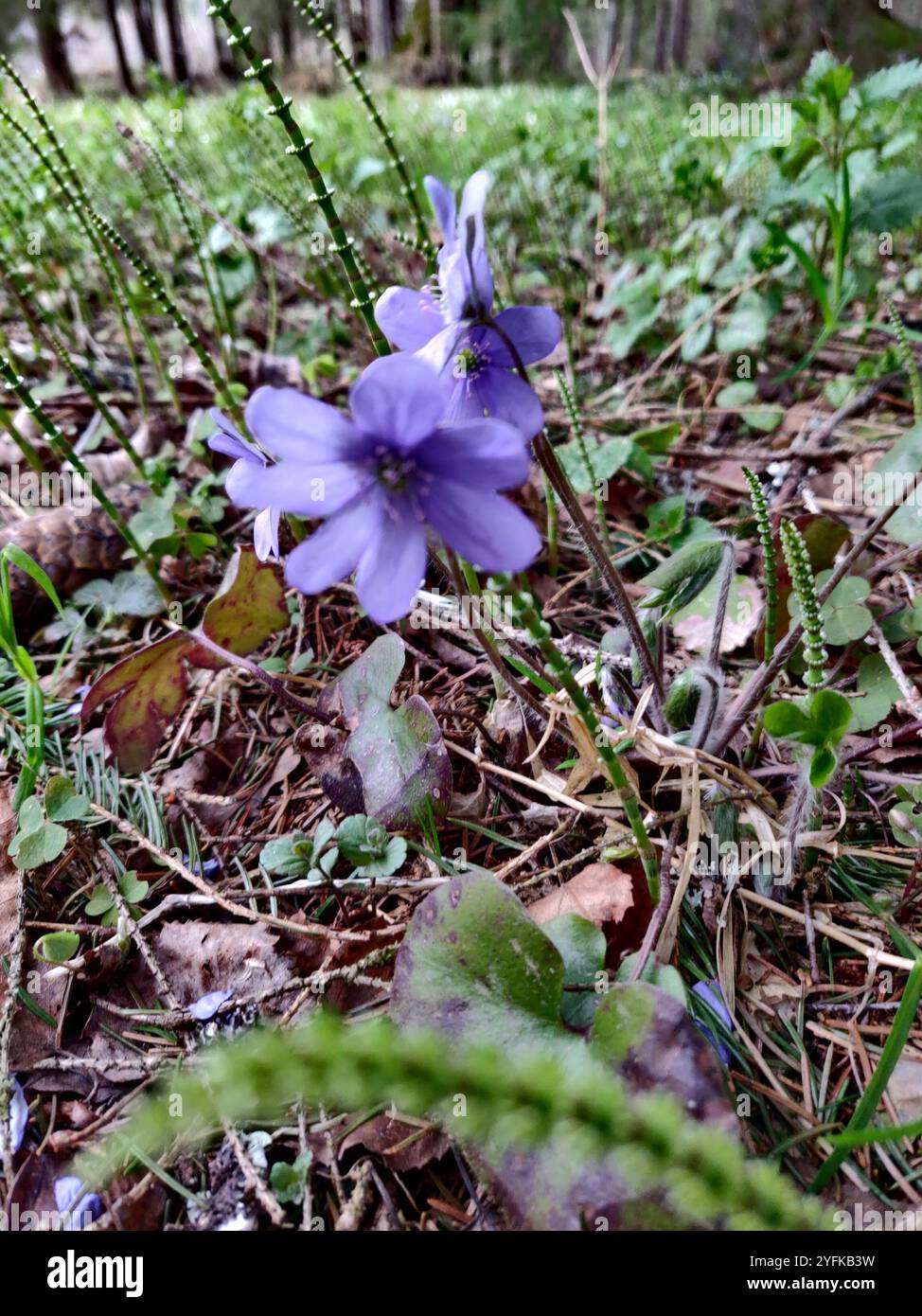 Liverleaf (Hepatica nobilis Stock Photo - Alamy
