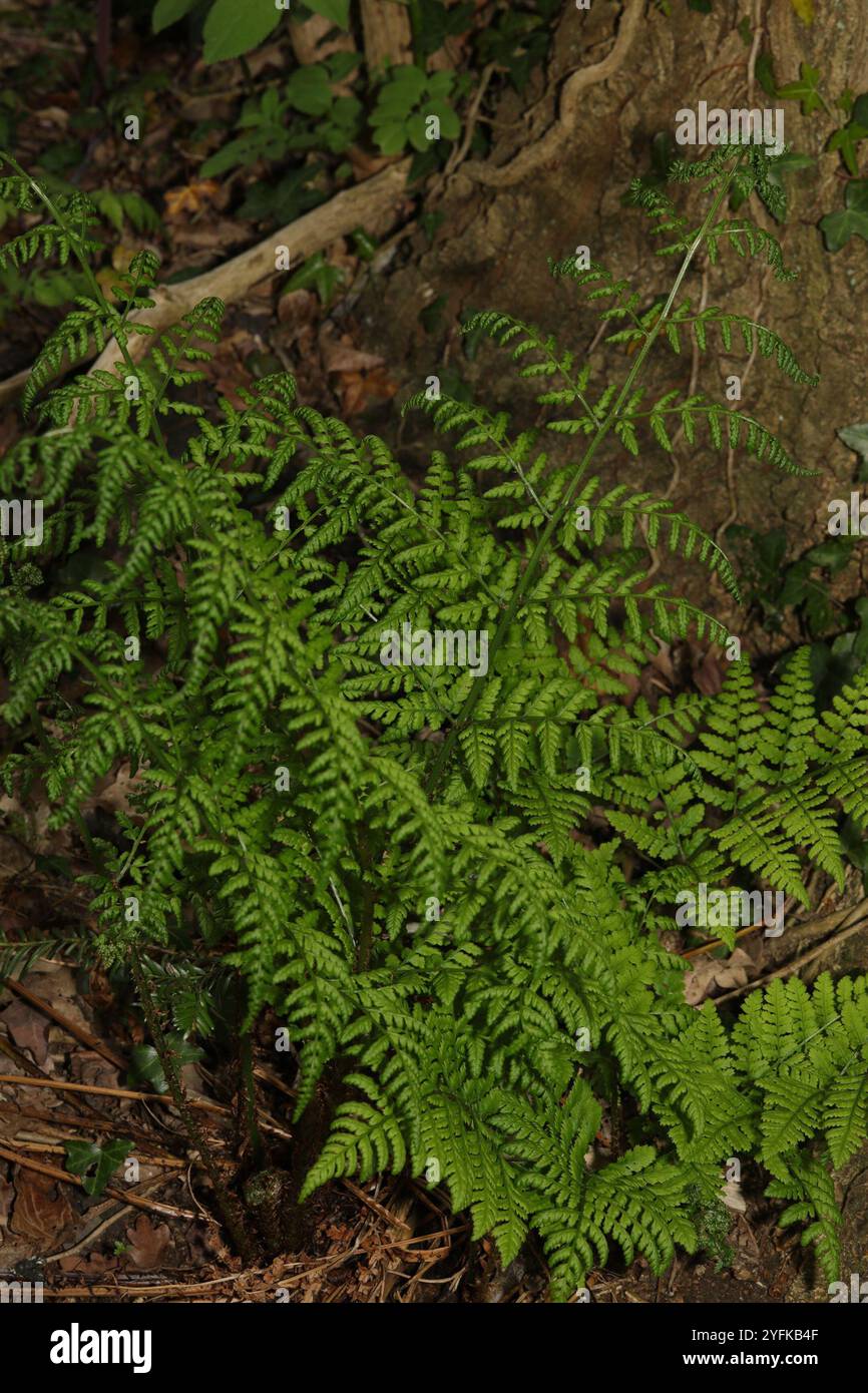 broad buckler-fern (Dryopteris dilatata Stock Photo - Alamy