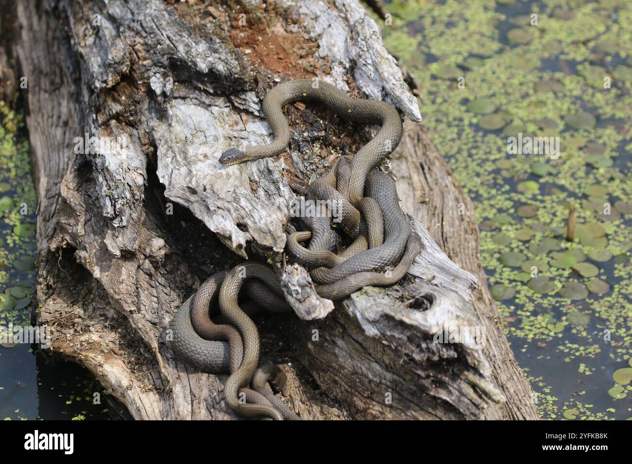 Common Watersnake (Nerodia sipedon Stock Photo - Alamy