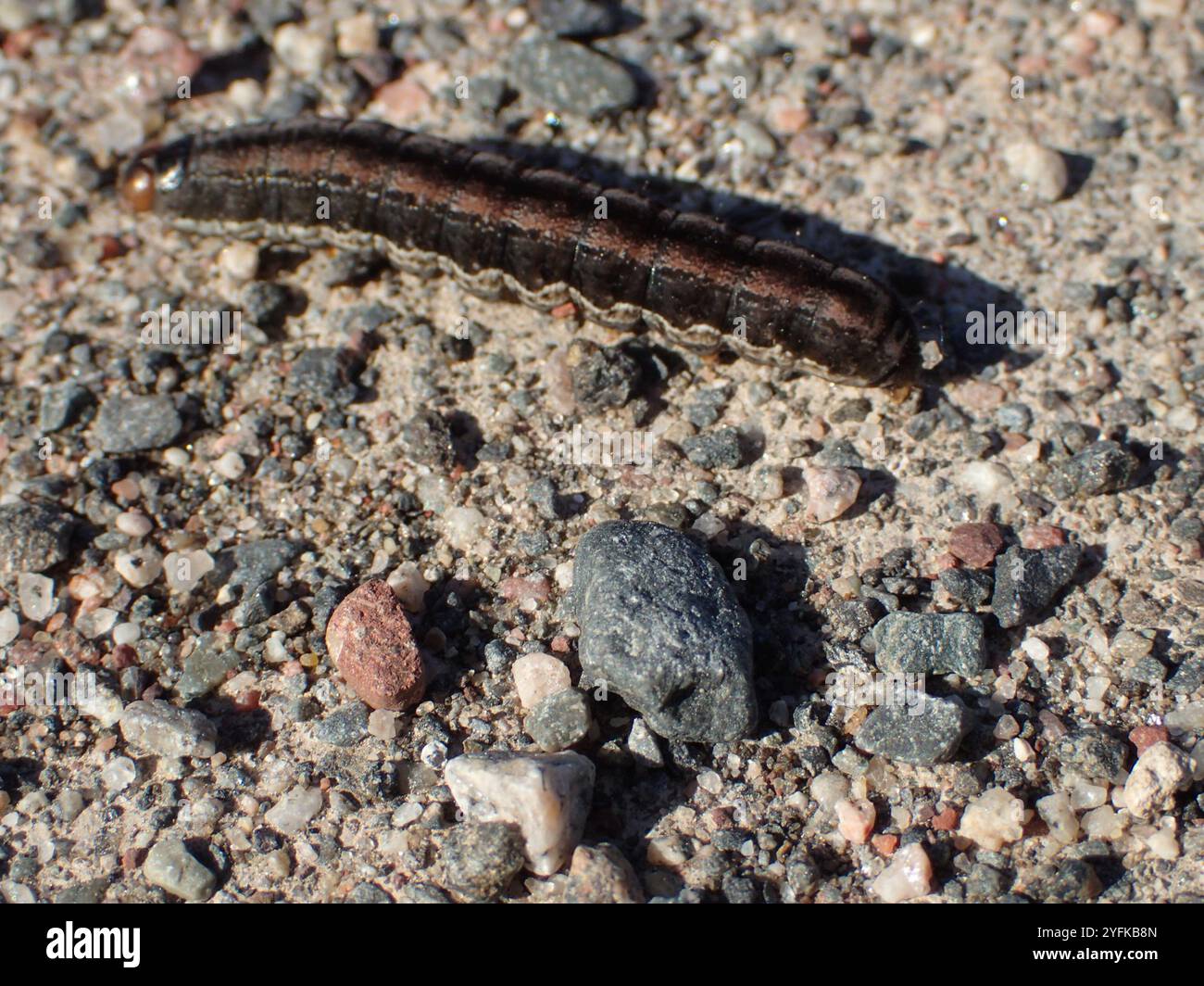 Cutworms and Dart Moths (Noctuinae Stock Photo - Alamy