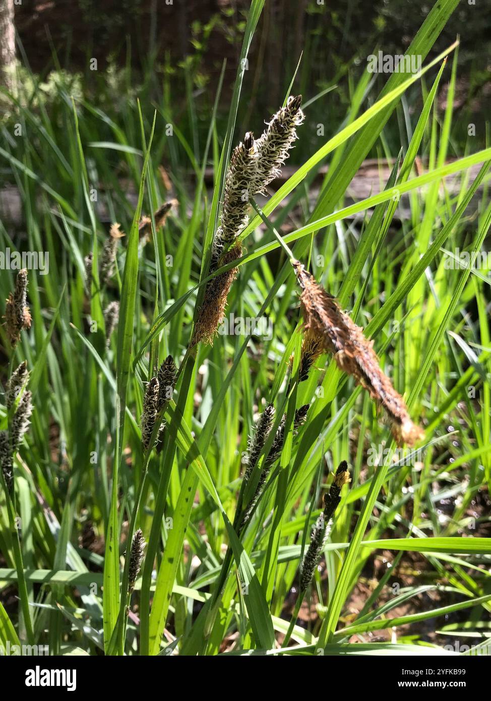 true sedges (Carex Stock Photo - Alamy