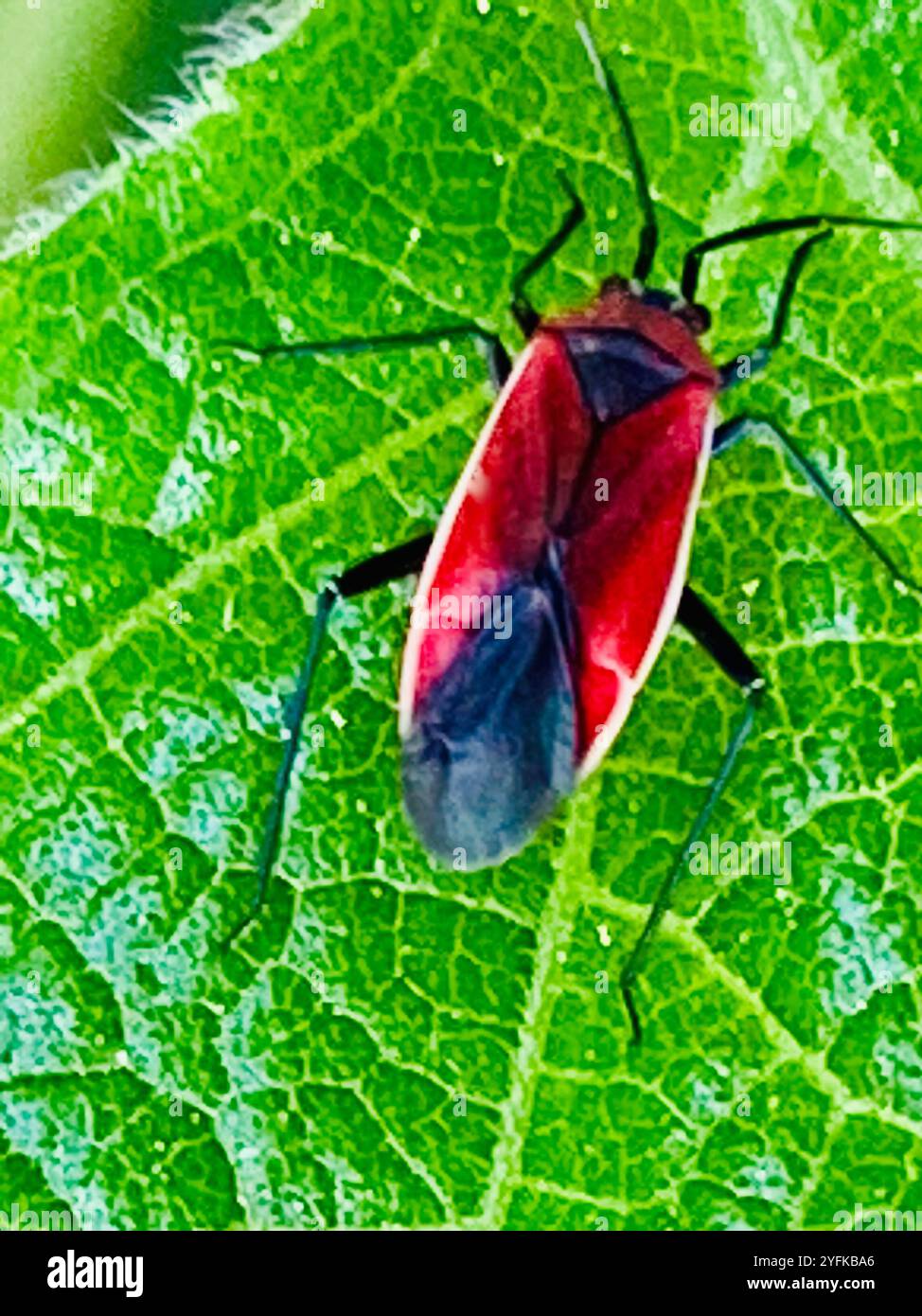 Scarlet Plant Bugs (Lopidea Stock Photo - Alamy