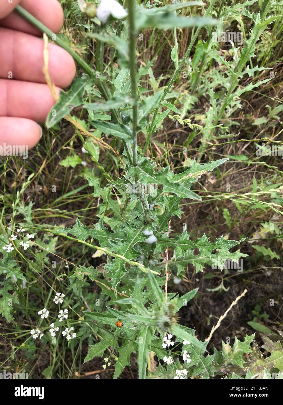 Texas Thistle (Cirsium texanum Stock Photo - Alamy