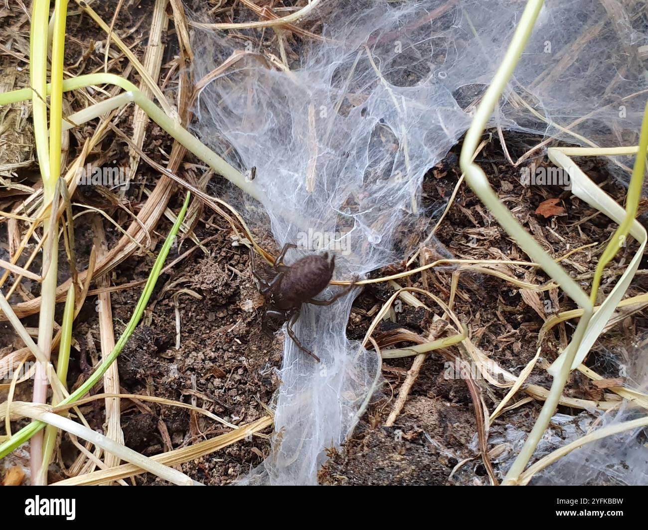 Tunnelweb spider hi-res stock photography and images - Alamy