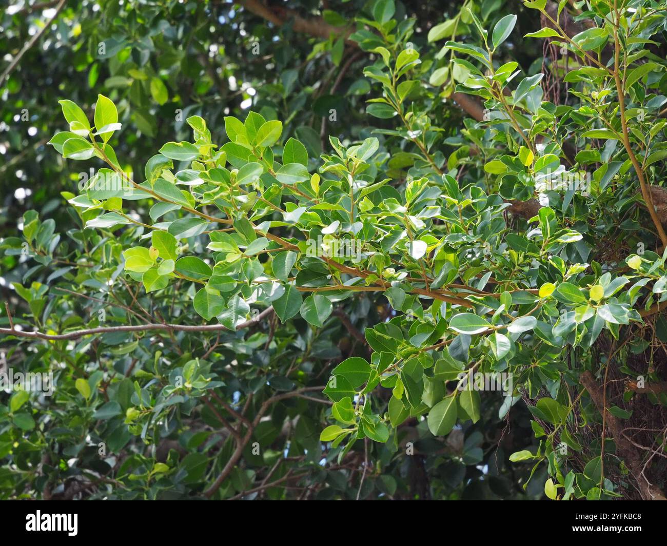 Chinese banyan (Ficus microcarpa Stock Photo - Alamy