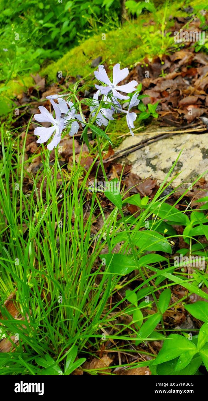 blue phlox (Phlox divaricata Stock Photo - Alamy