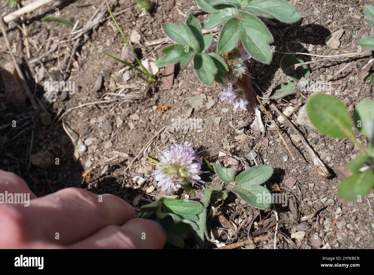 ballhead waterleaf (Hydrophyllum capitatum Stock Photo - Alamy