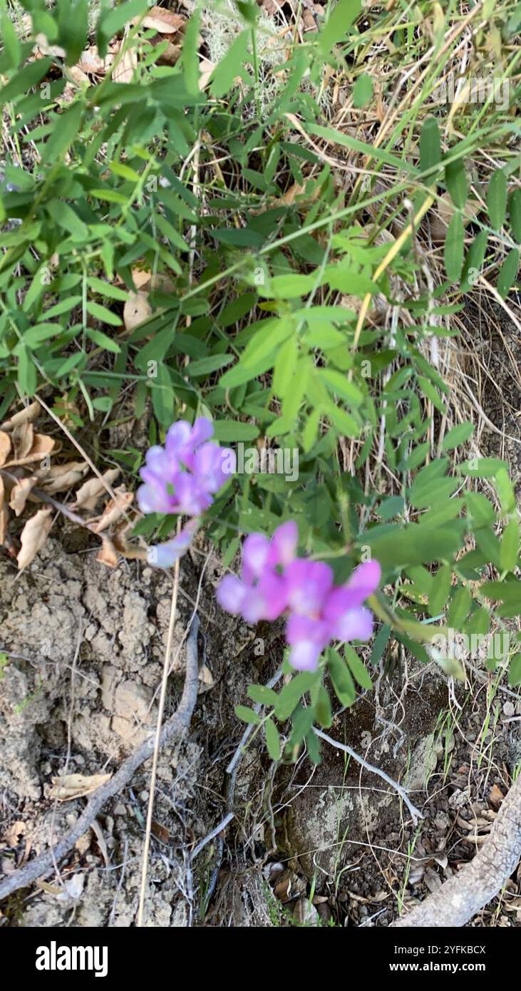 American vetch hi-res stock photography and images - Alamy