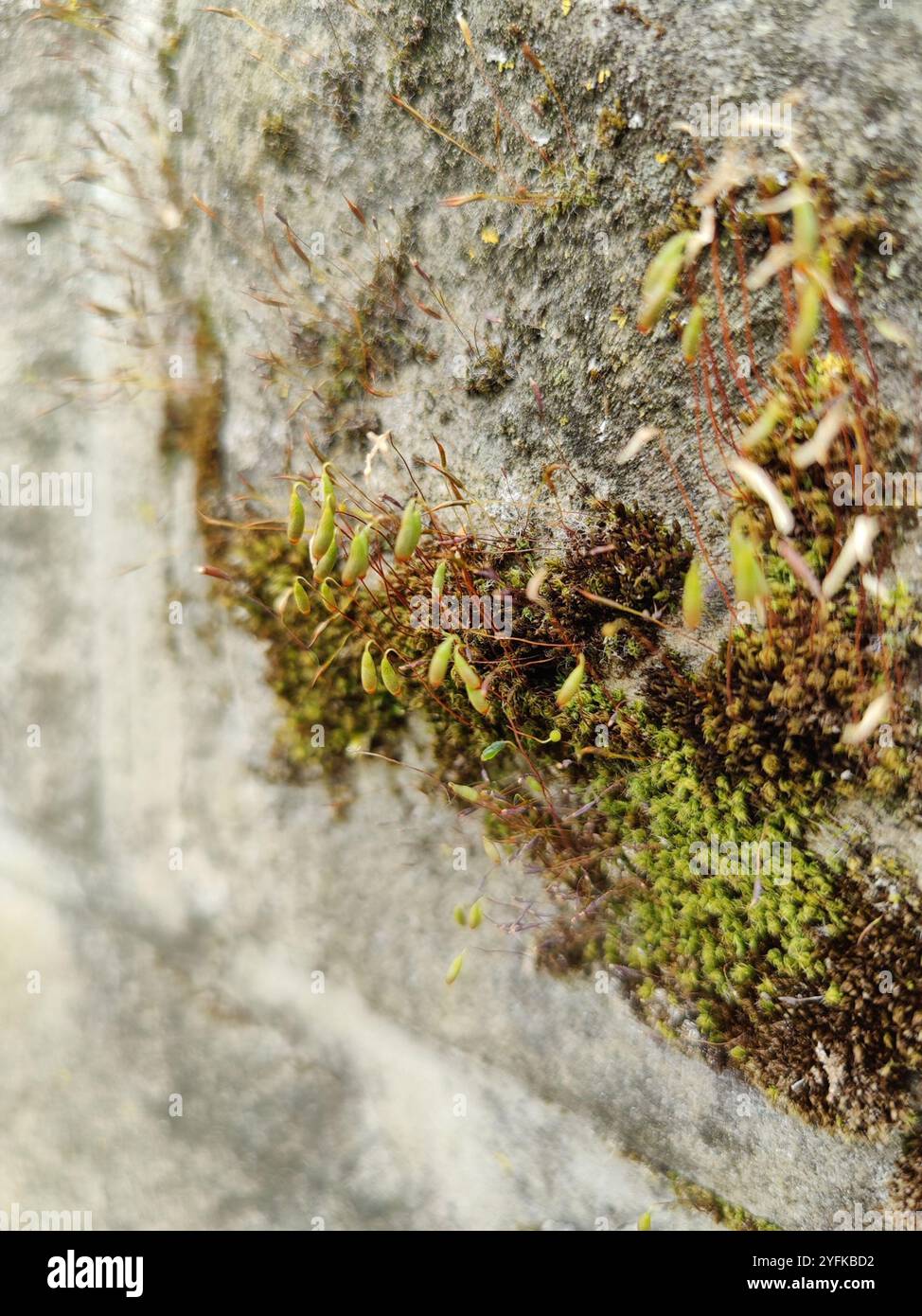 Capillary Thread-moss (Ptychostomum capillare Stock Photo - Alamy