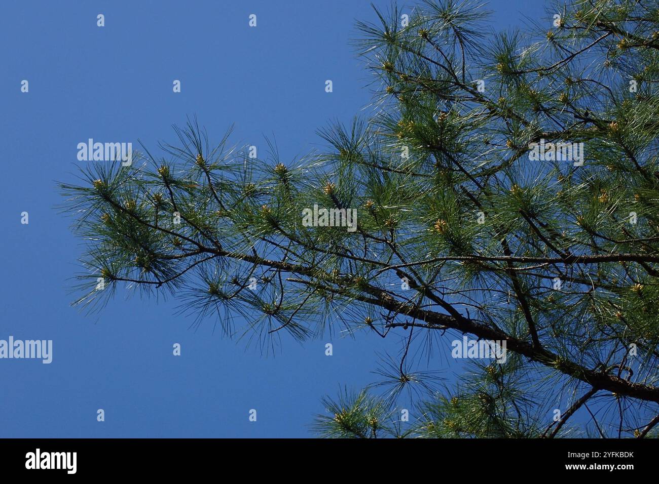 pond pine (Pinus serotina Stock Photo - Alamy