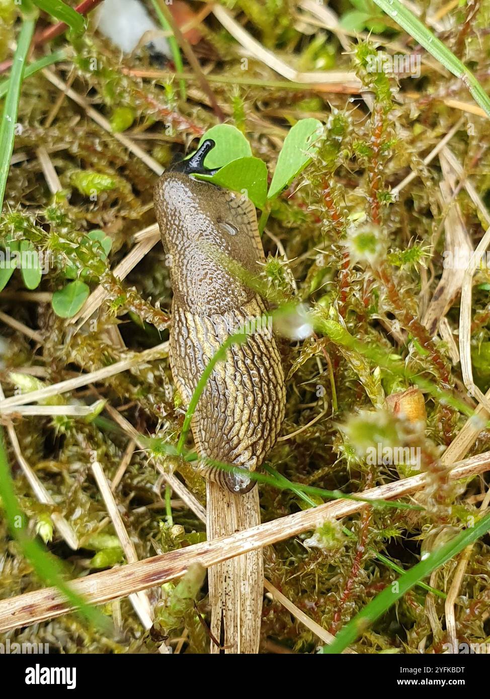 Spanish Slug (Arion vulgaris Stock Photo - Alamy