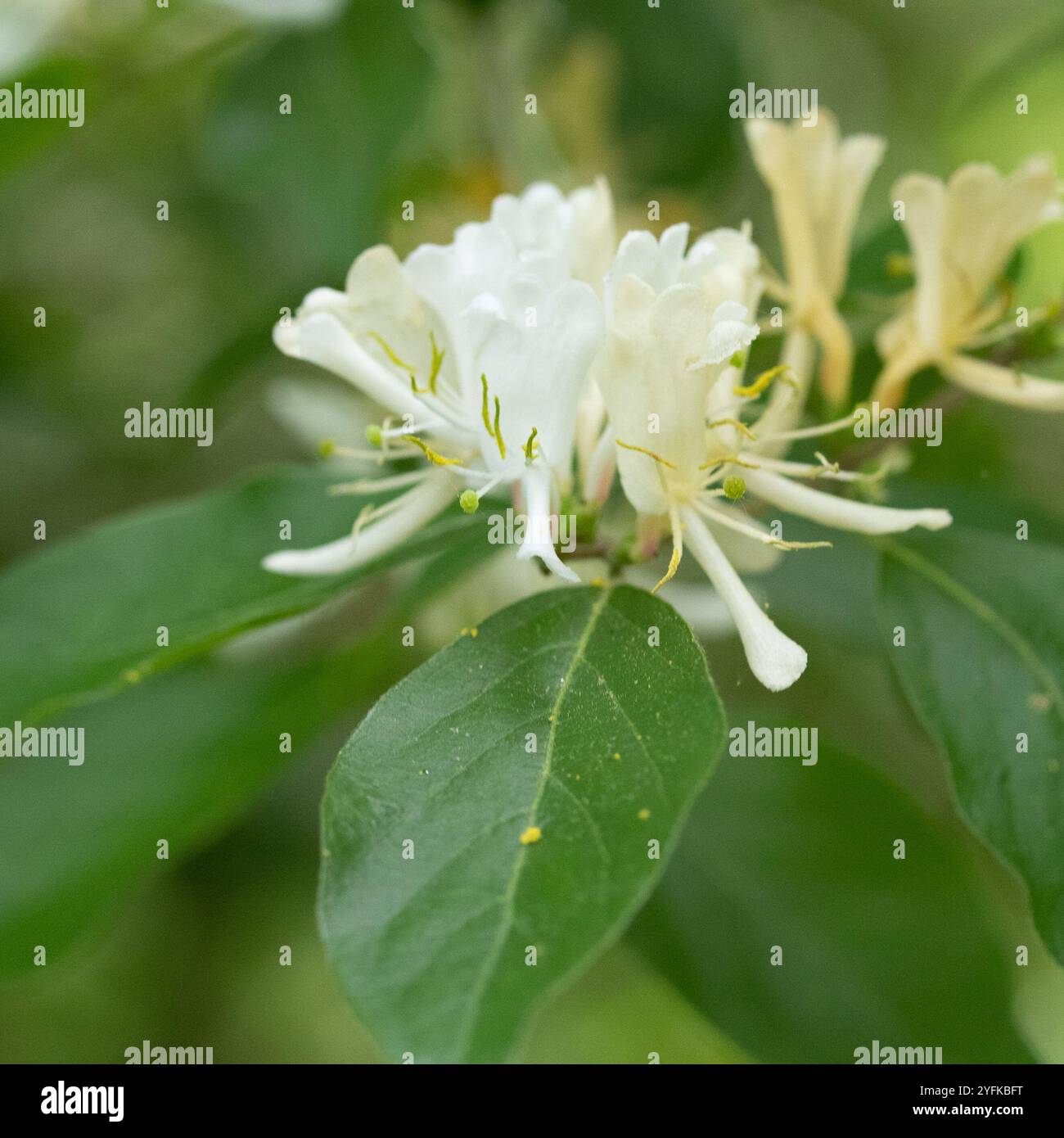 Amur honeysuckle (Lonicera maackii Stock Photo - Alamy