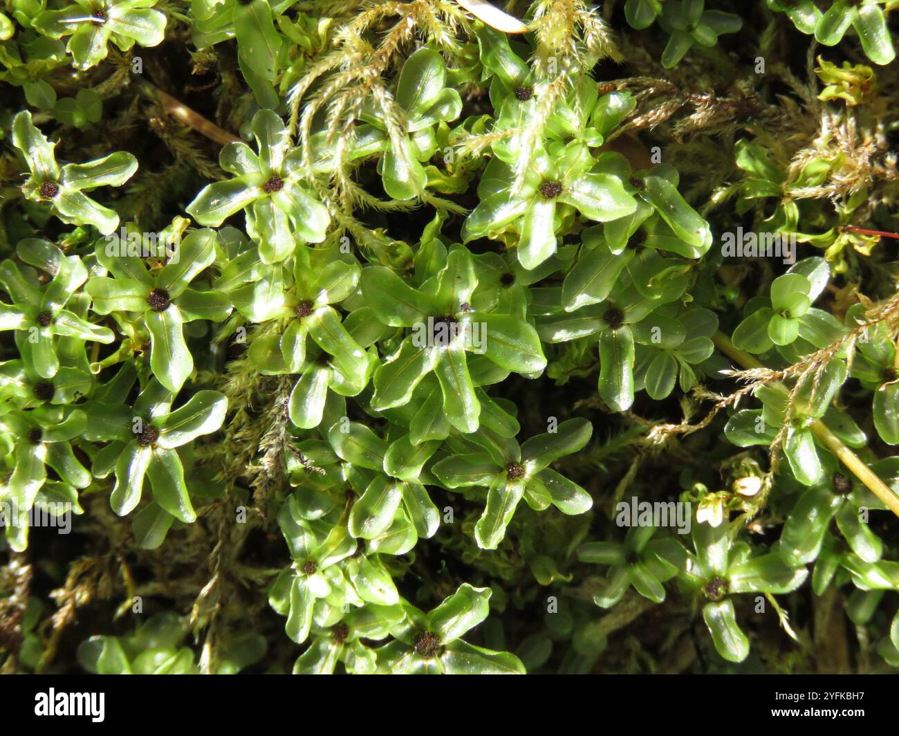 rhizomnium moss (Rhizomnium glabrescens Stock Photo - Alamy