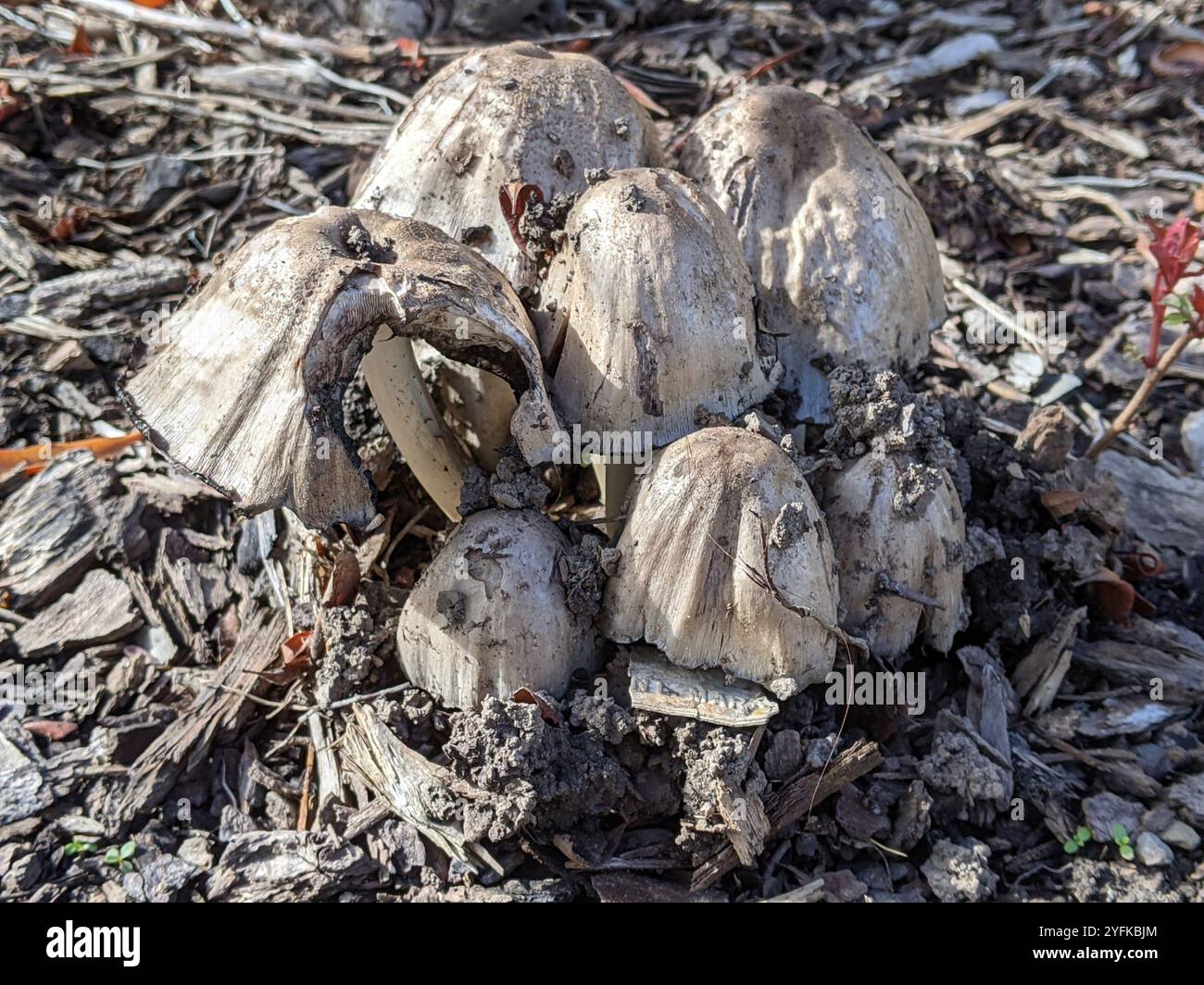 Common Ink Cap (Coprinopsis atramentaria Stock Photo - Alamy