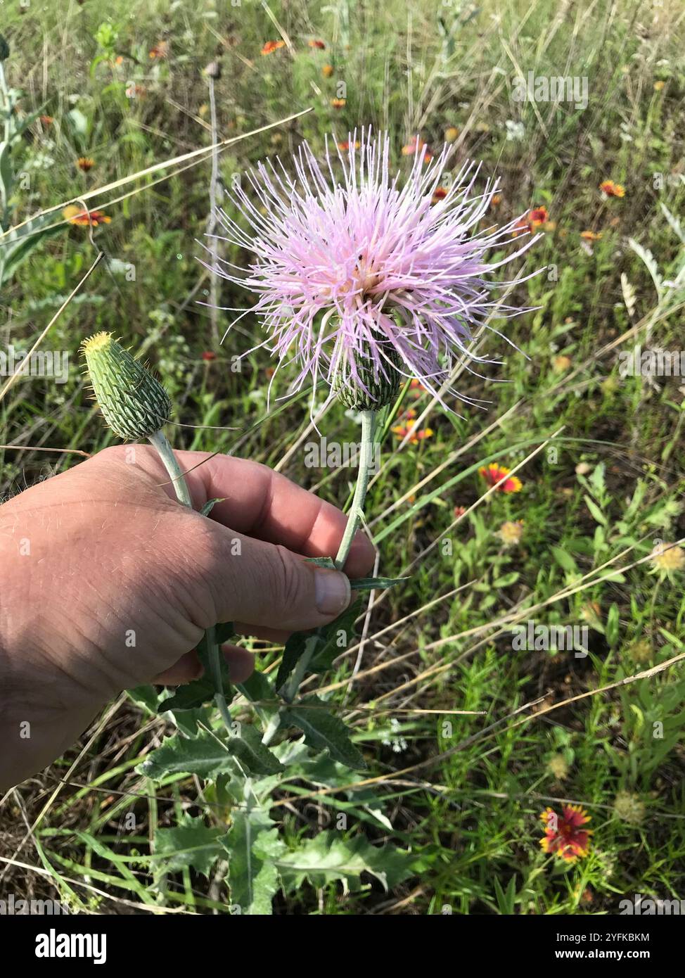 wavyleaf thistle (Cirsium undulatum Stock Photo - Alamy