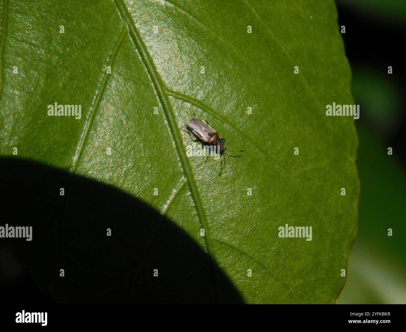 Cotton seed bug hi-res stock photography and images - Alamy