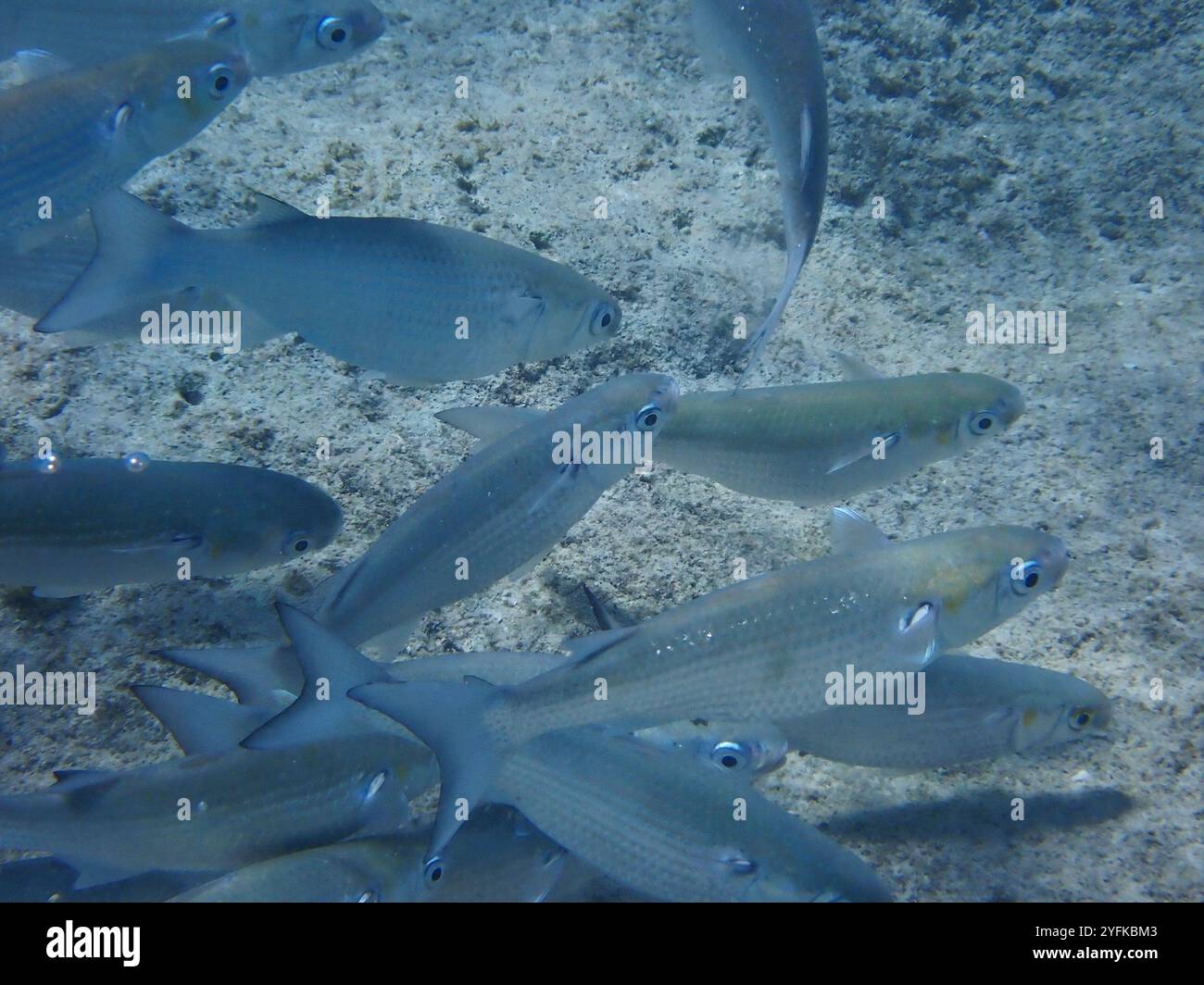 White Mullet (Mugil curema Stock Photo - Alamy