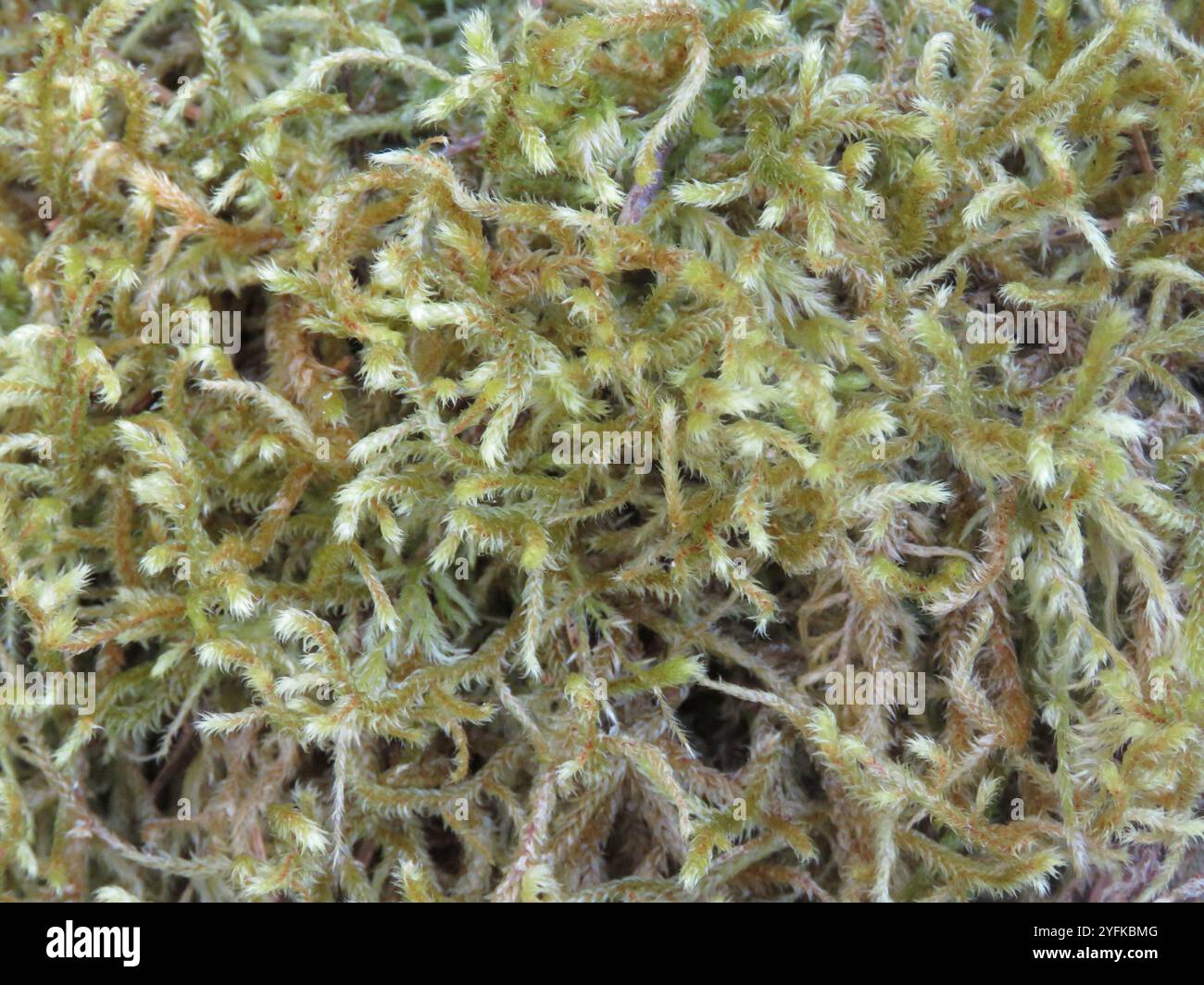 goose neck moss (Rhytidiadelphus Stock Photo - Alamy