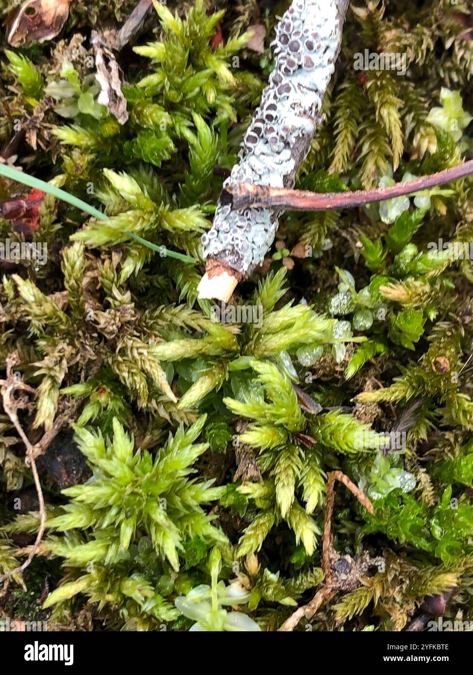 Climacium Mosses (Climacium Stock Photo - Alamy