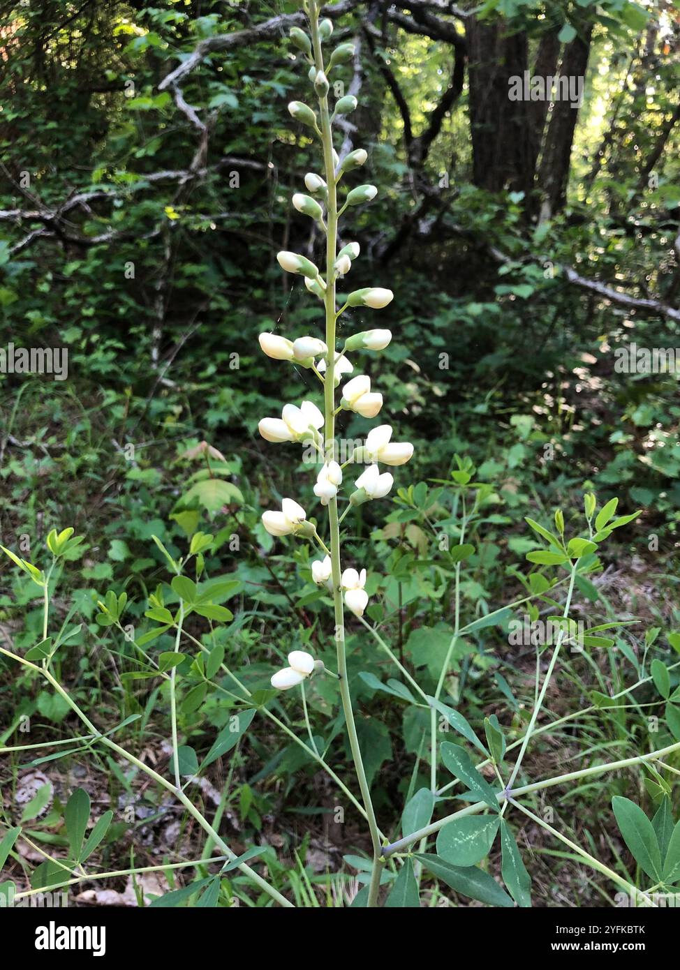 thin-pod white wild indigo (Baptisia alba macrophylla Stock Photo - Alamy