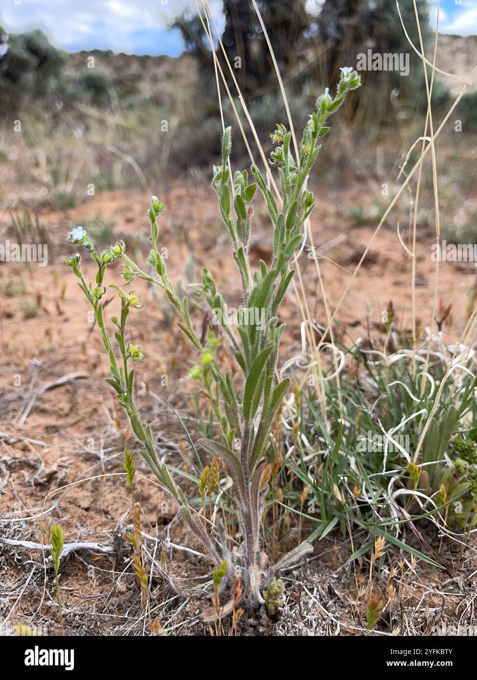 Flatspine Stickseed (Lappula occidentalis Stock Photo - Alamy
