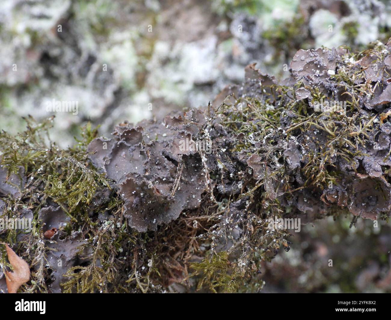 Powdery Kidney Lichen (Nephroma parile Stock Photo - Alamy