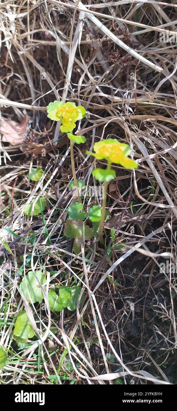 Alternate-leaved Golden Saxifrage (Chrysosplenium alternifolium Stock ...