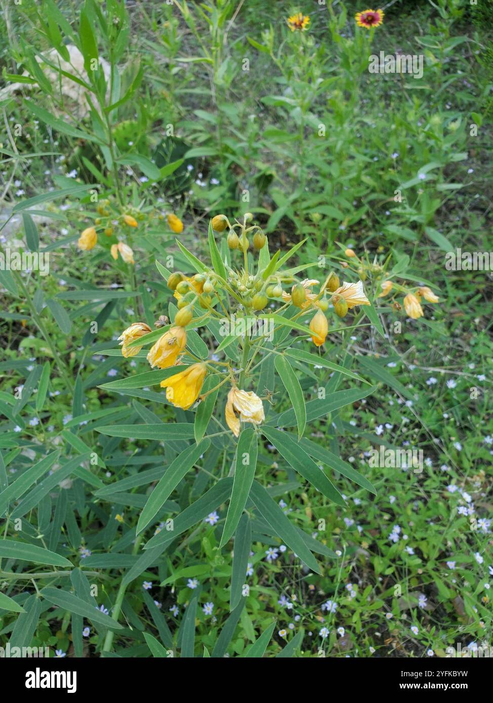 Two-leaved Senna (Senna roemeriana Stock Photo - Alamy