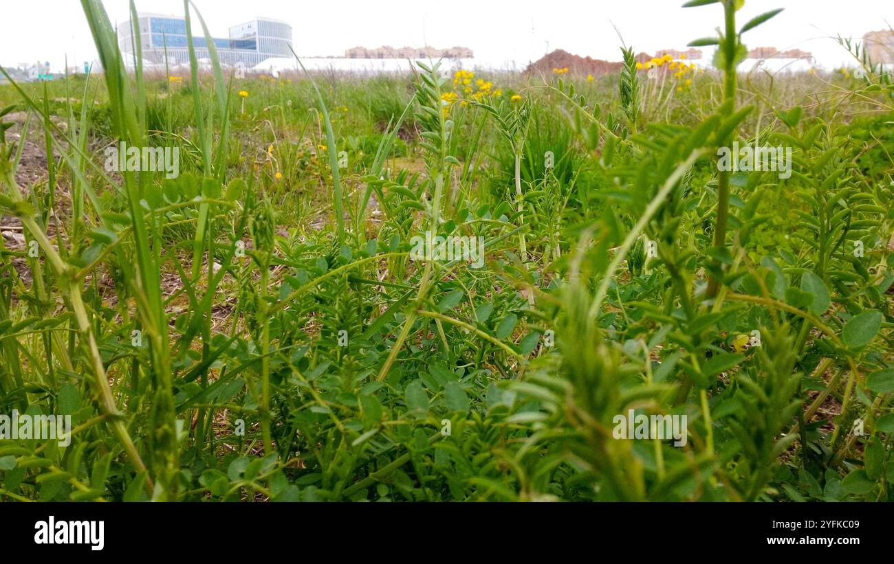Wood Vetch (Vicia sylvatica Stock Photo - Alamy