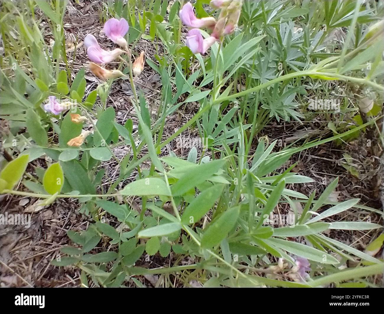 Sierra Nevada Peavine (Lathyrus nevadensis Stock Photo - Alamy