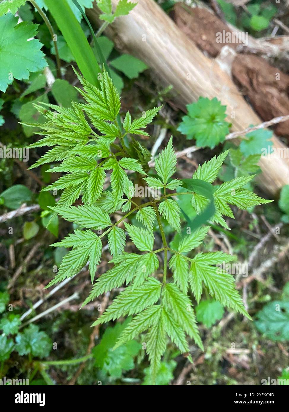 Goatsbeard (Aruncus dioicus Stock Photo - Alamy