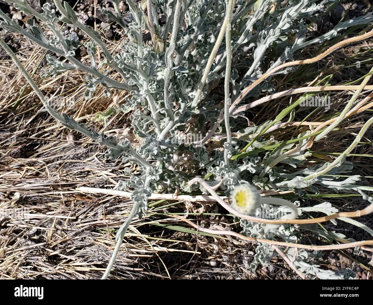 Desert Marigold (Baileya multiradiata Stock Photo - Alamy
