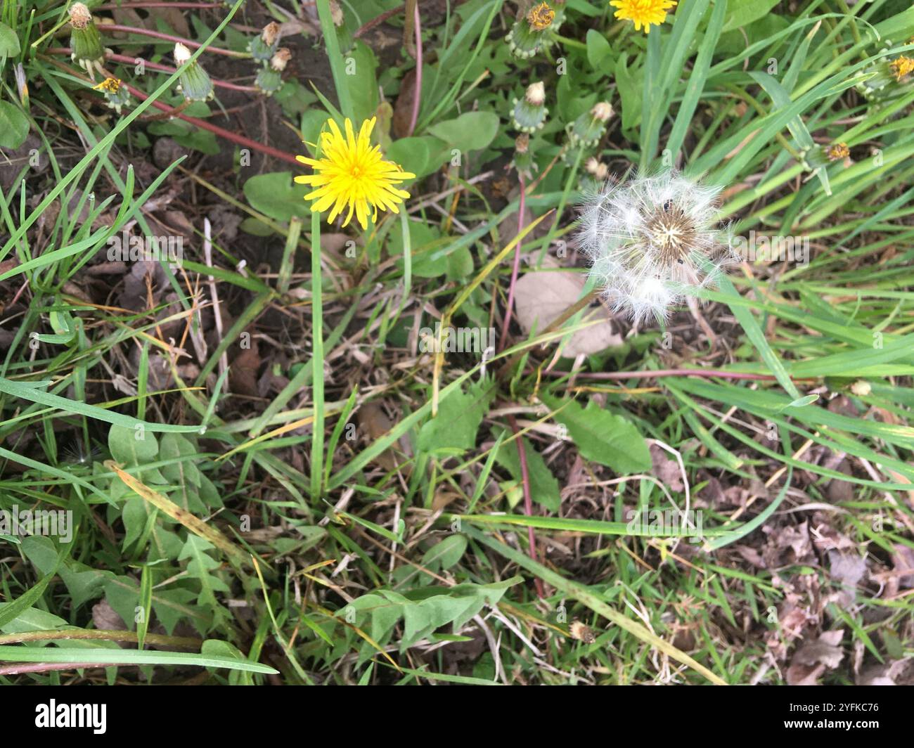 common dandelion (Taraxacum officinale Stock Photo - Alamy