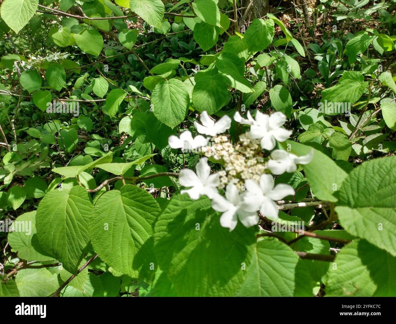 hobblebush (Viburnum lantanoides Stock Photo - Alamy