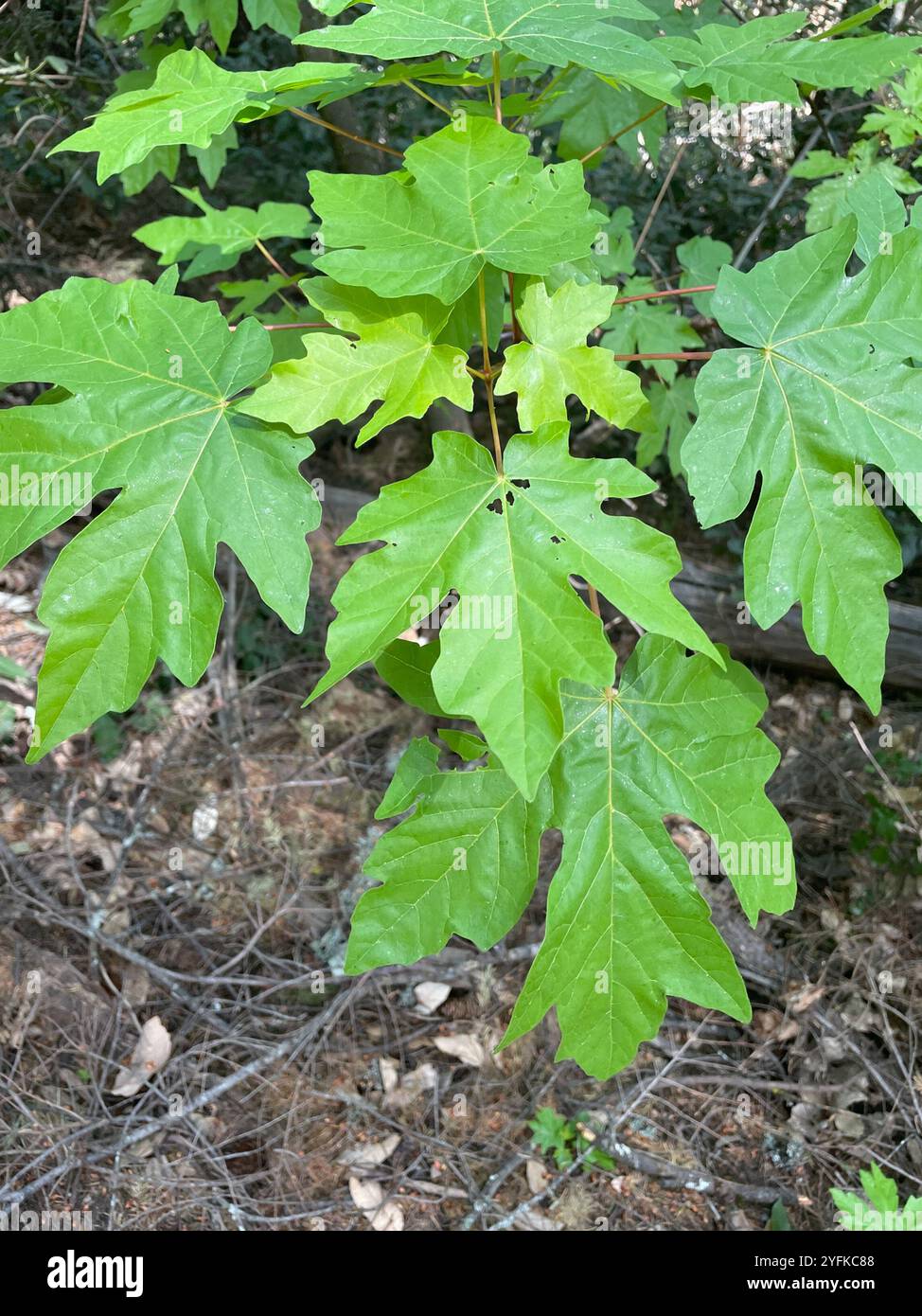 bigleaf maple (Acer macrophyllum Stock Photo - Alamy