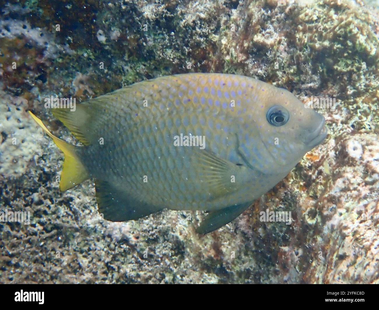 Yellowtail Damselfish (Microspathodon chrysurus Stock Photo - Alamy