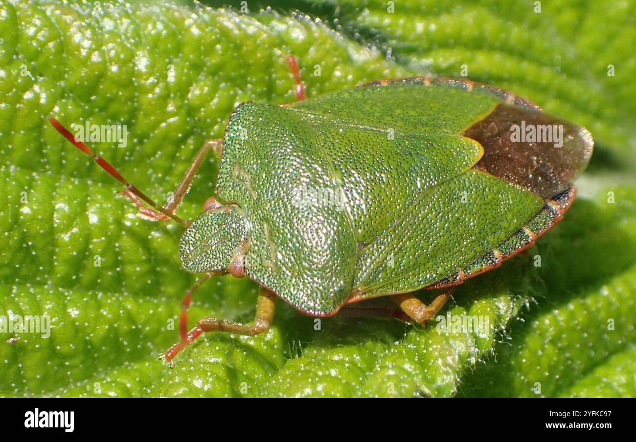 Green Shield Bug (Palomena prasina Stock Photo - Alamy
