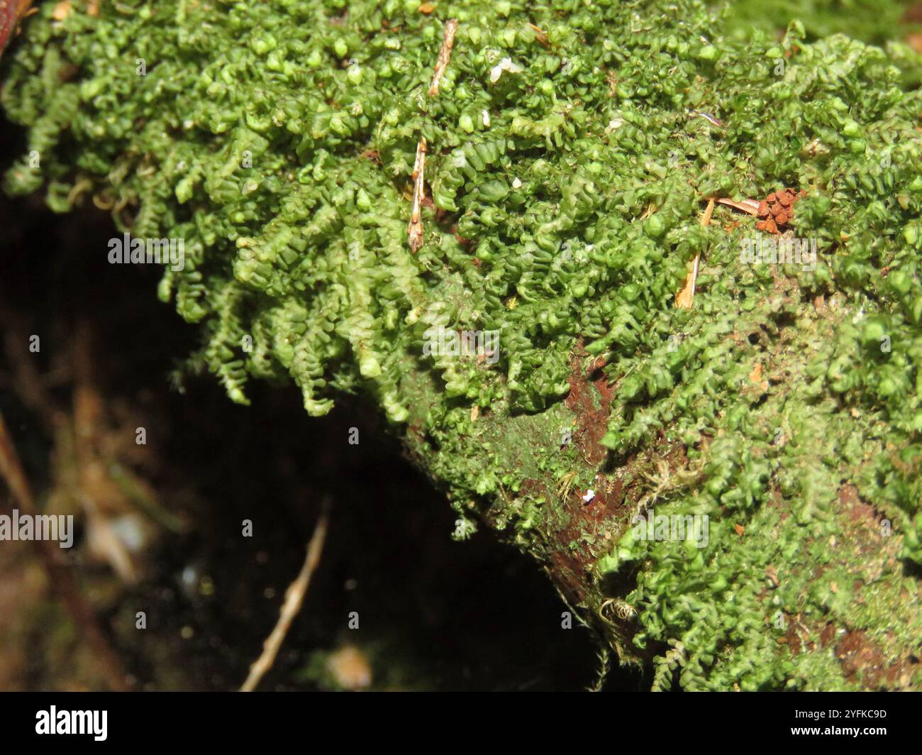 Leafy liverworts hi-res stock photography and images - Alamy
