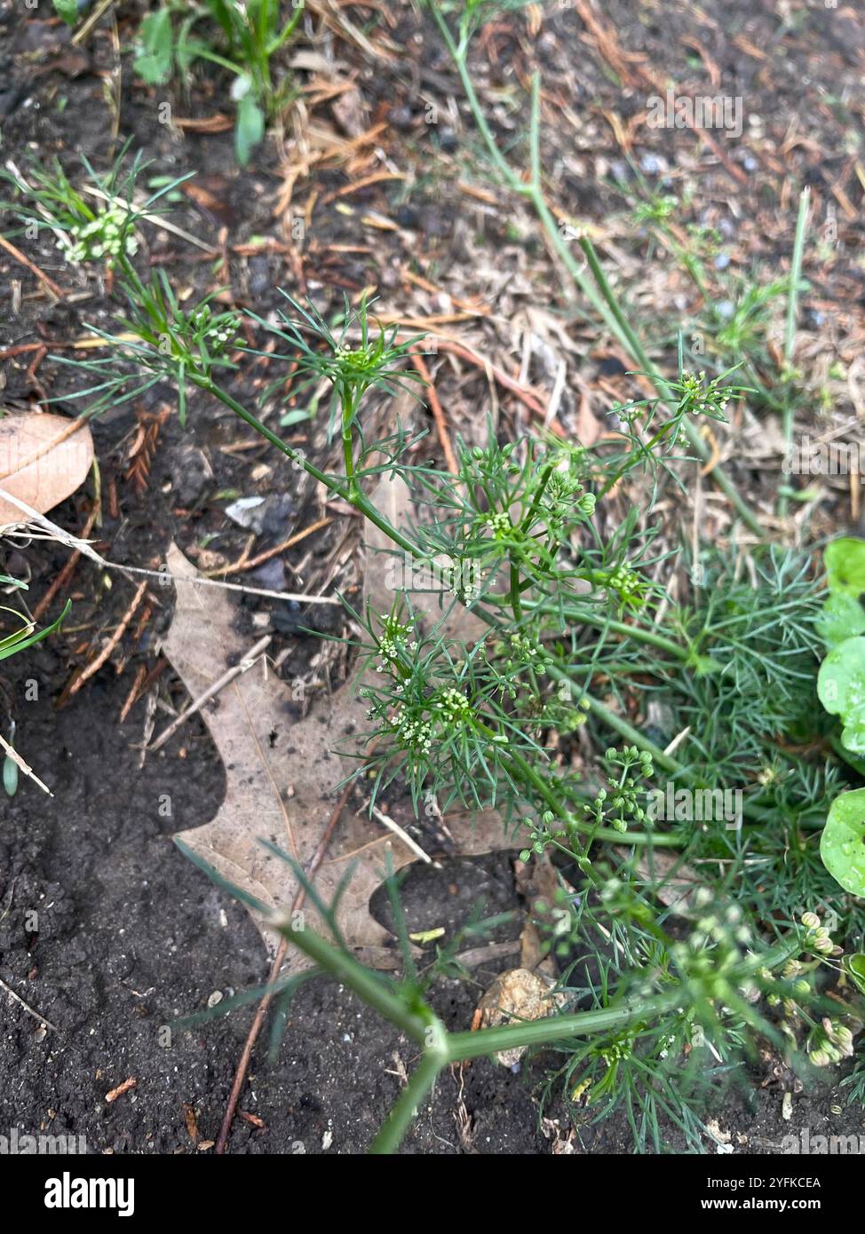 Marsh parsley (Cyclospermum leptophyllum Stock Photo - Alamy