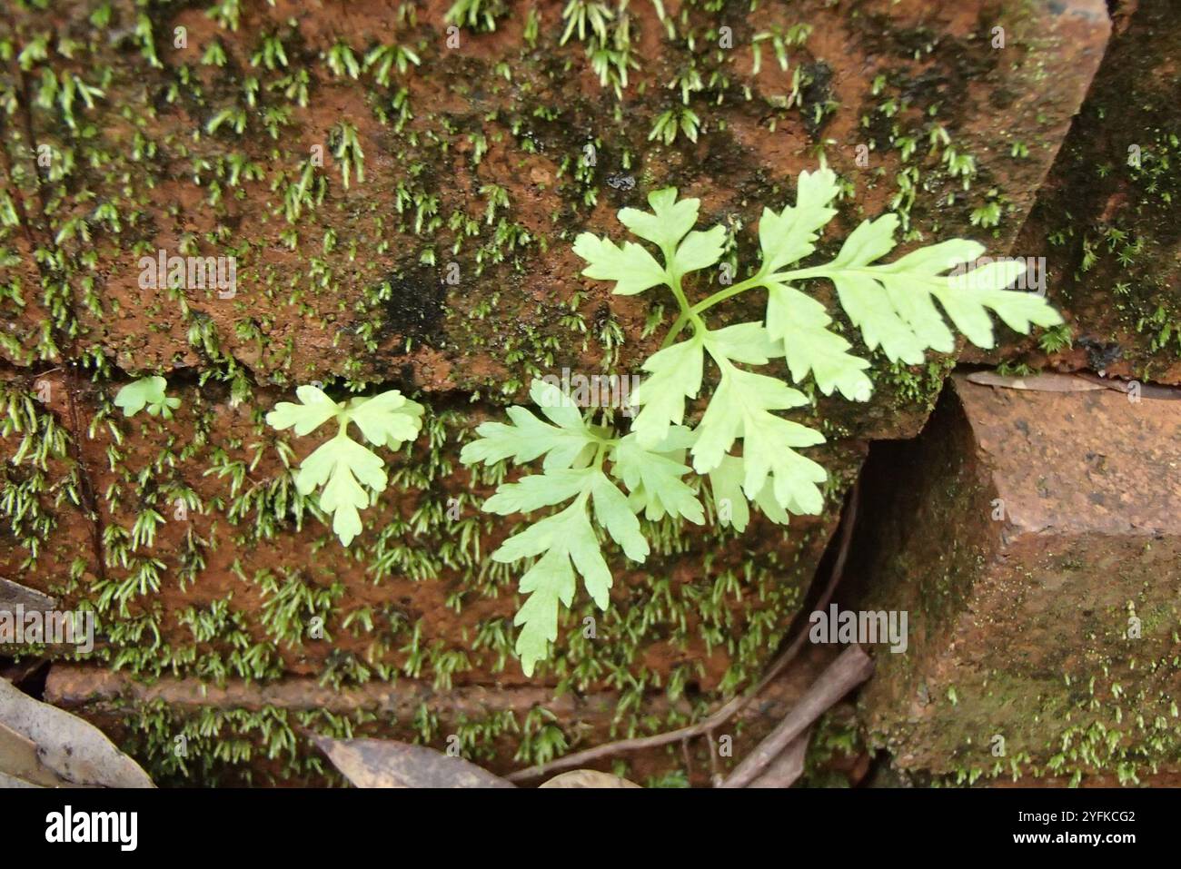 king fern (Todea barbara Stock Photo - Alamy