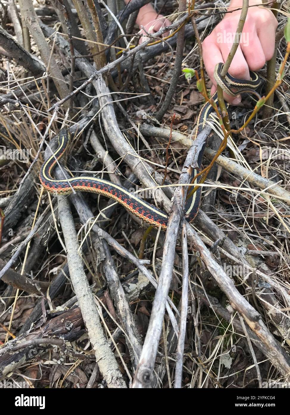 Red-sided Garter Snake (Thamnophis sirtalis parietalis Stock Photo - Alamy