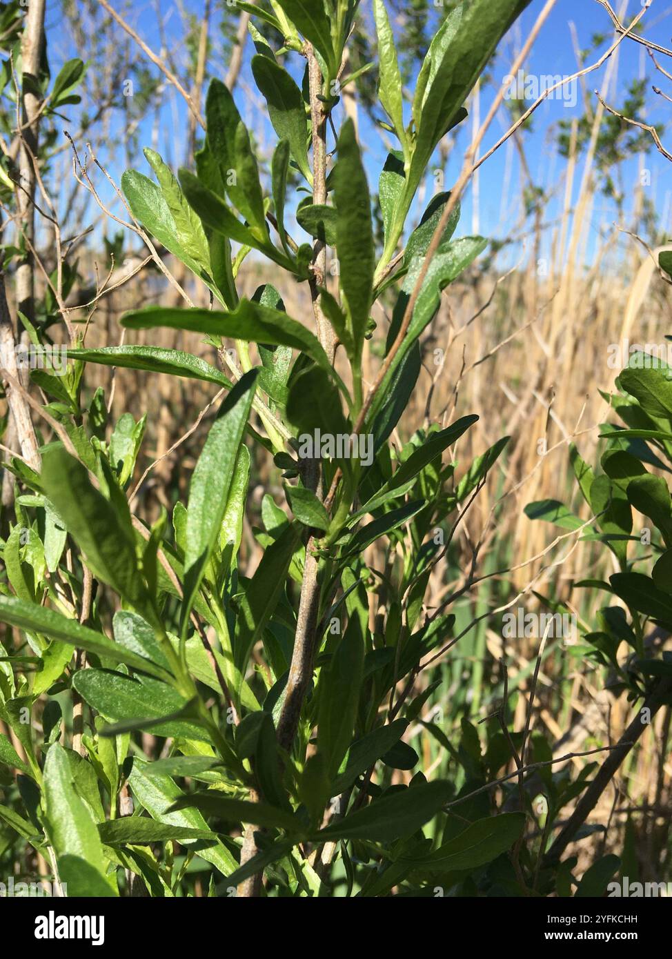 groundsel tree (Baccharis halimifolia Stock Photo - Alamy